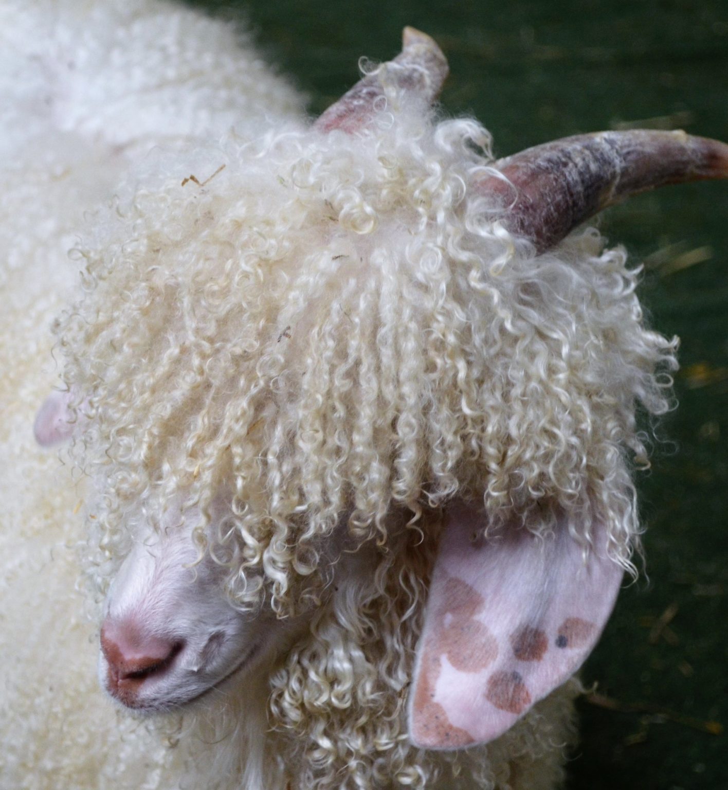 Angoras in Australia | Mohair Australia