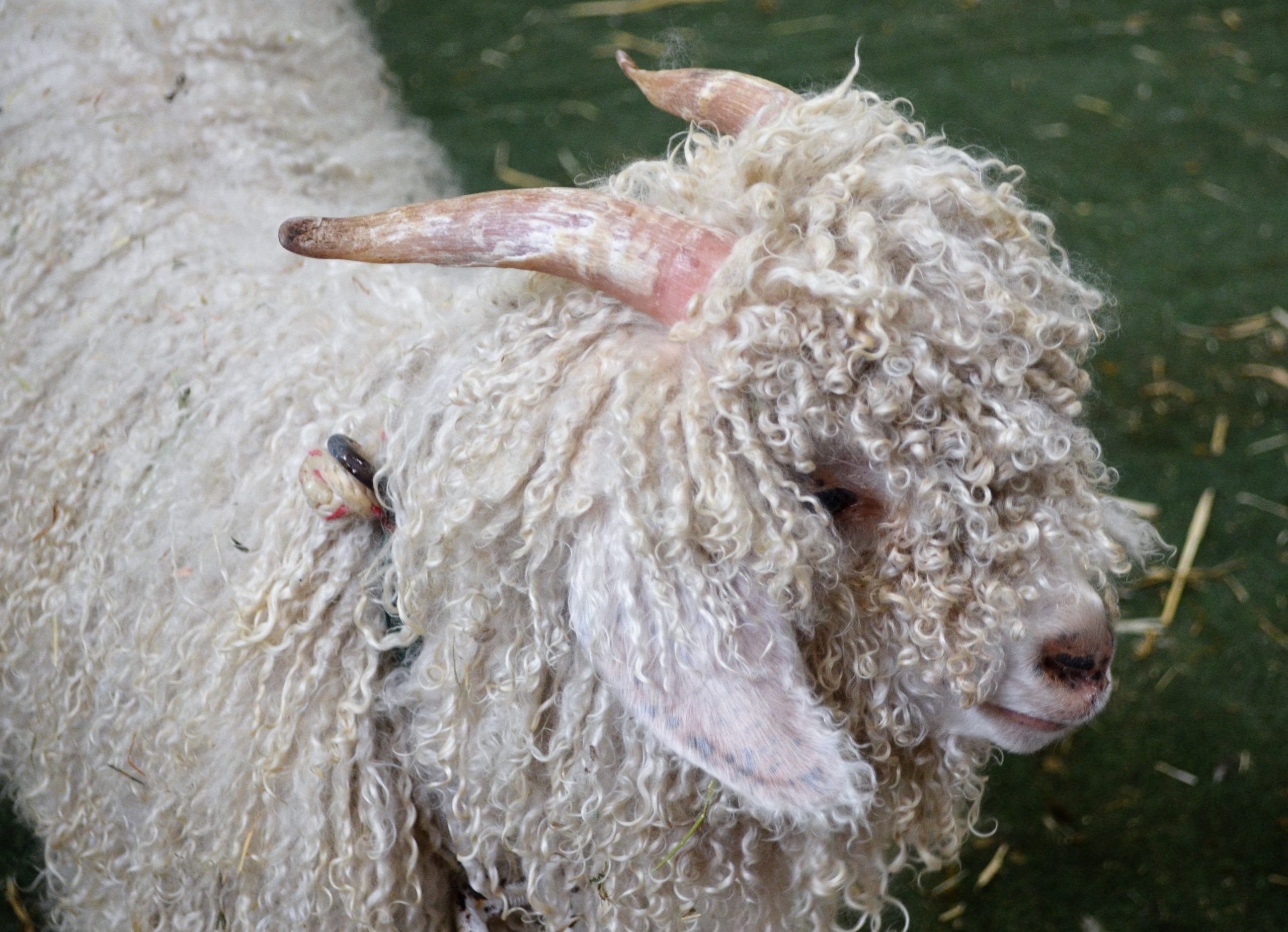 Angoras in Australia | Mohair Australia