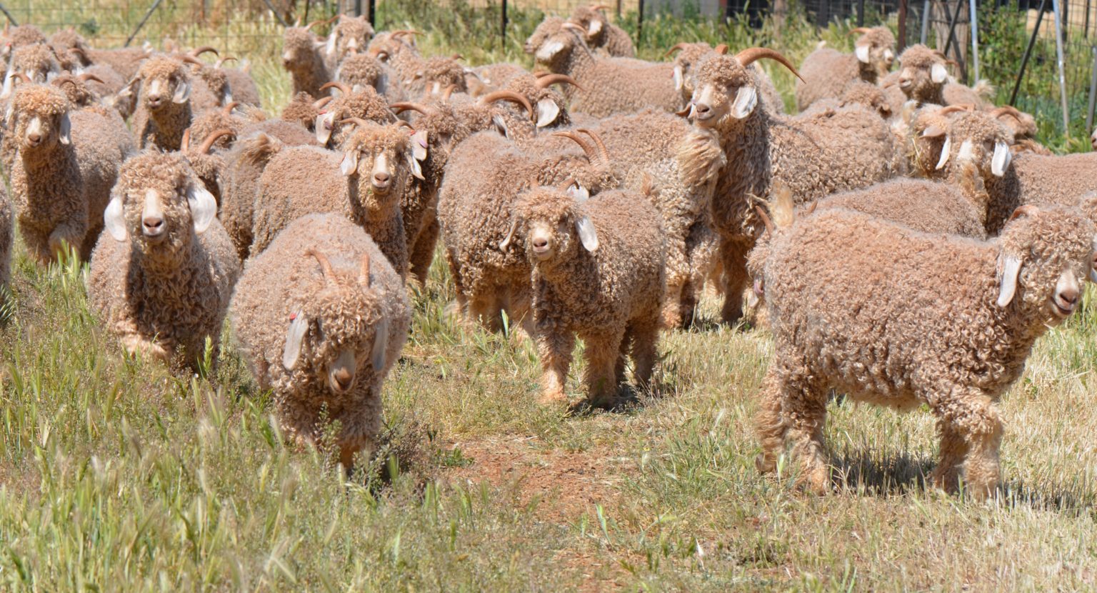 Angoras in Australia | Mohair Australia