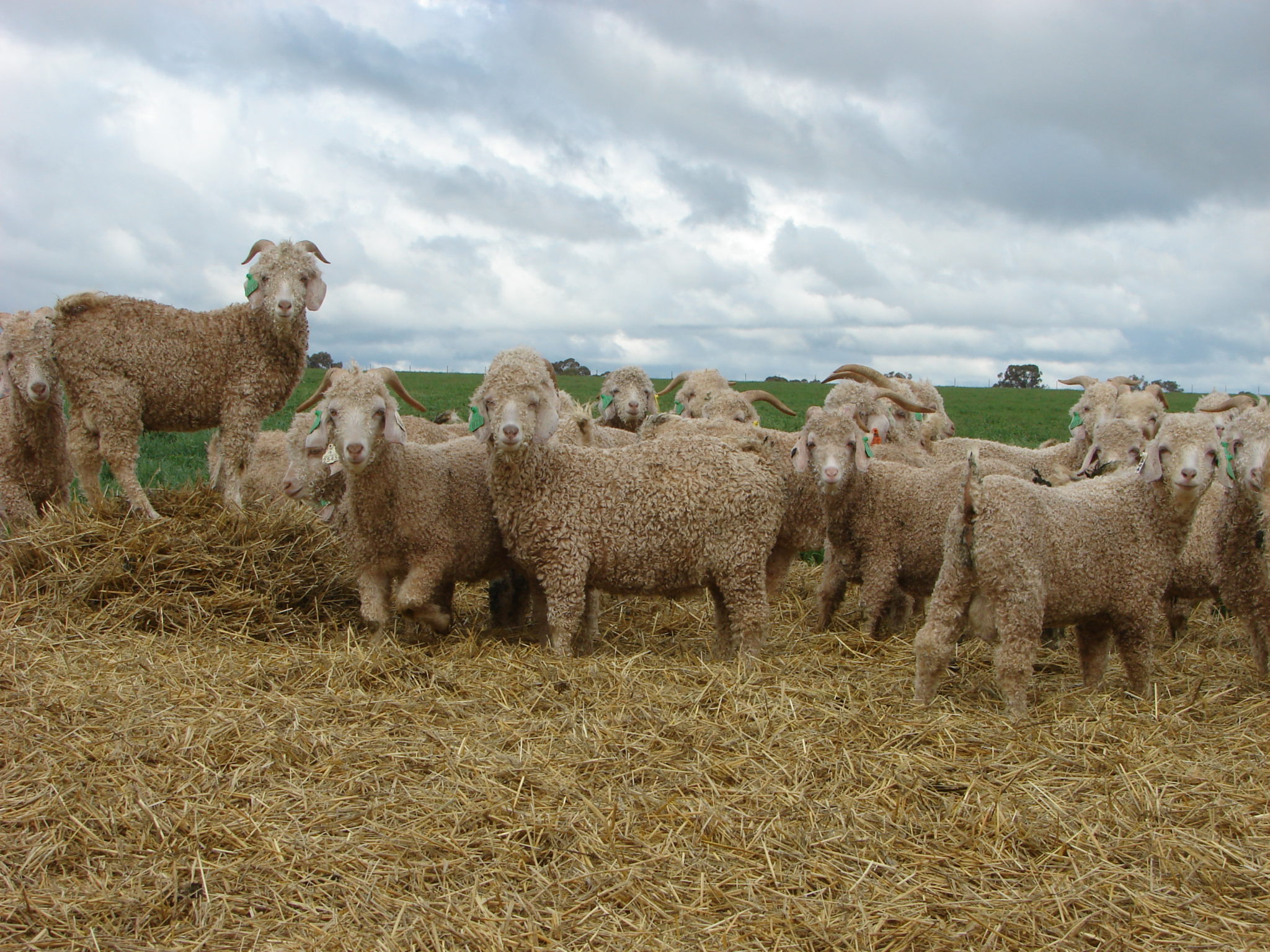 Angoras in Australia | Mohair Australia