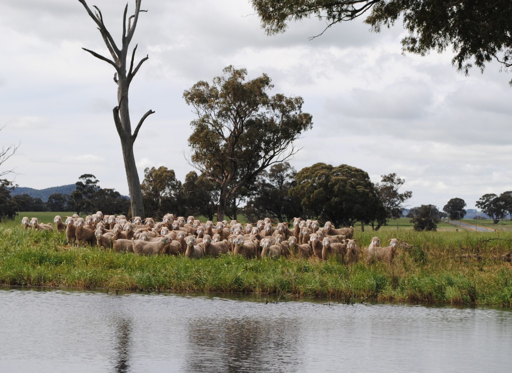 Angoras in Australia | Mohair Australia