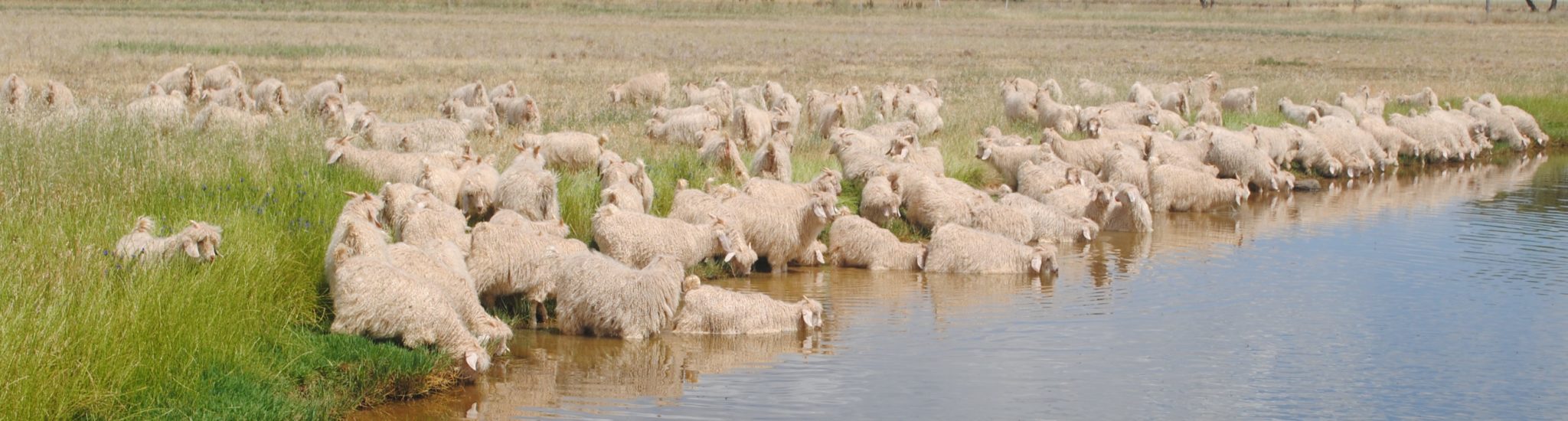 Angoras in Australia | Mohair Australia